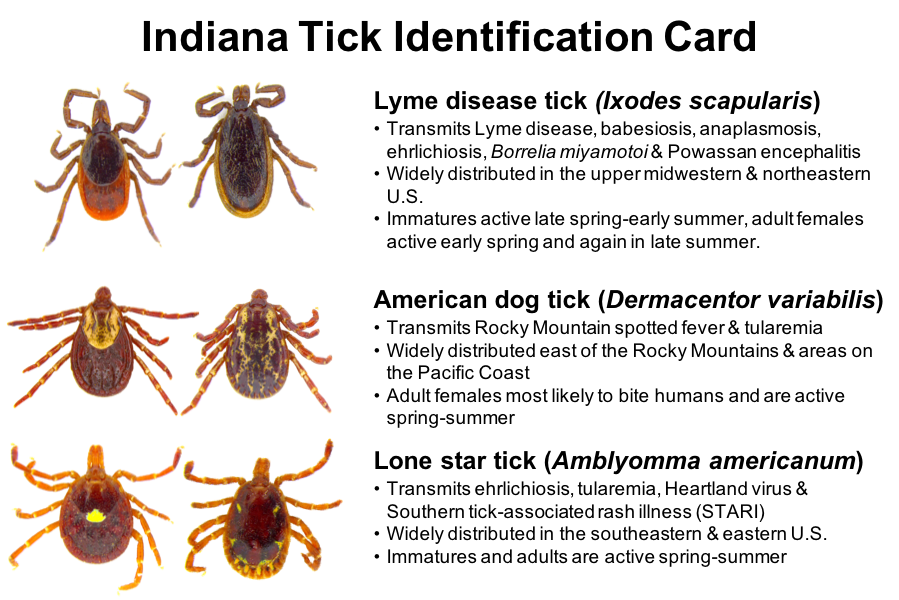 ID Card - Tick INsiders